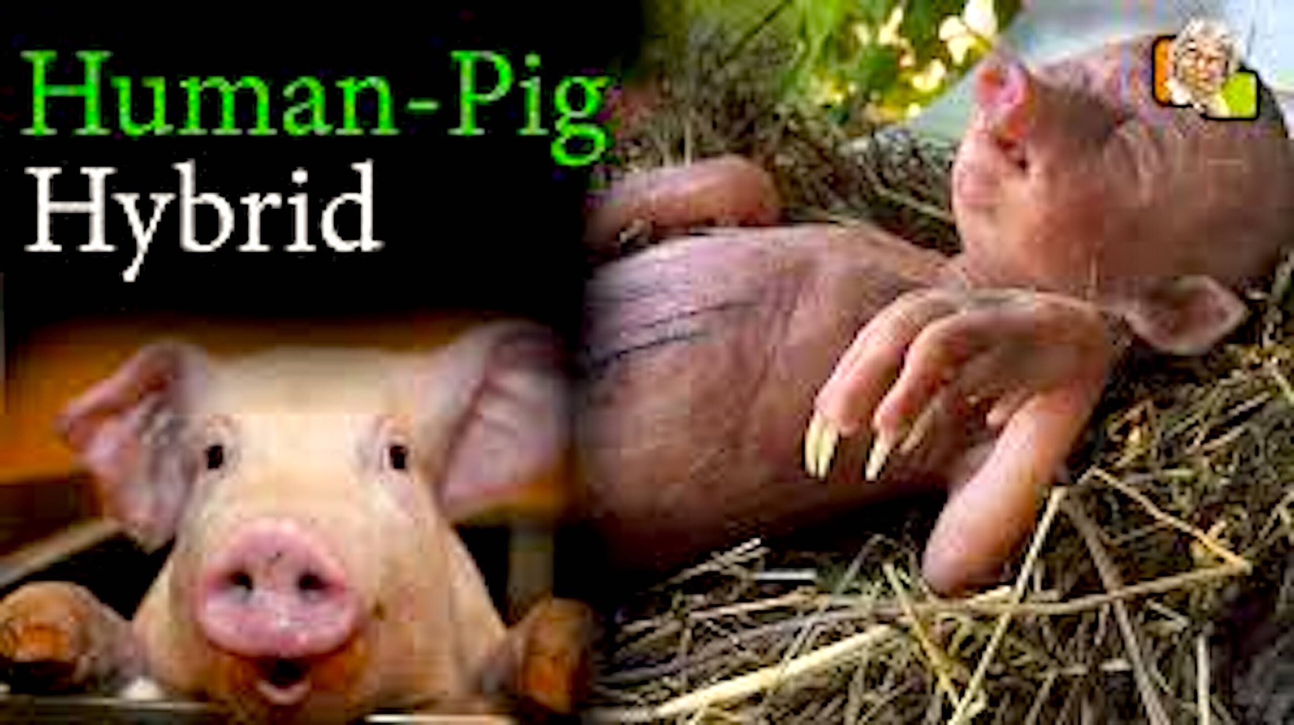 Human Pig Hybrid (foto movies.woxikon.co.nz) – Rob Scholte Museum